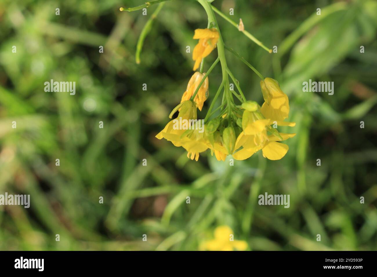 mustard family (Brassicaceae Stock Photo - Alamy