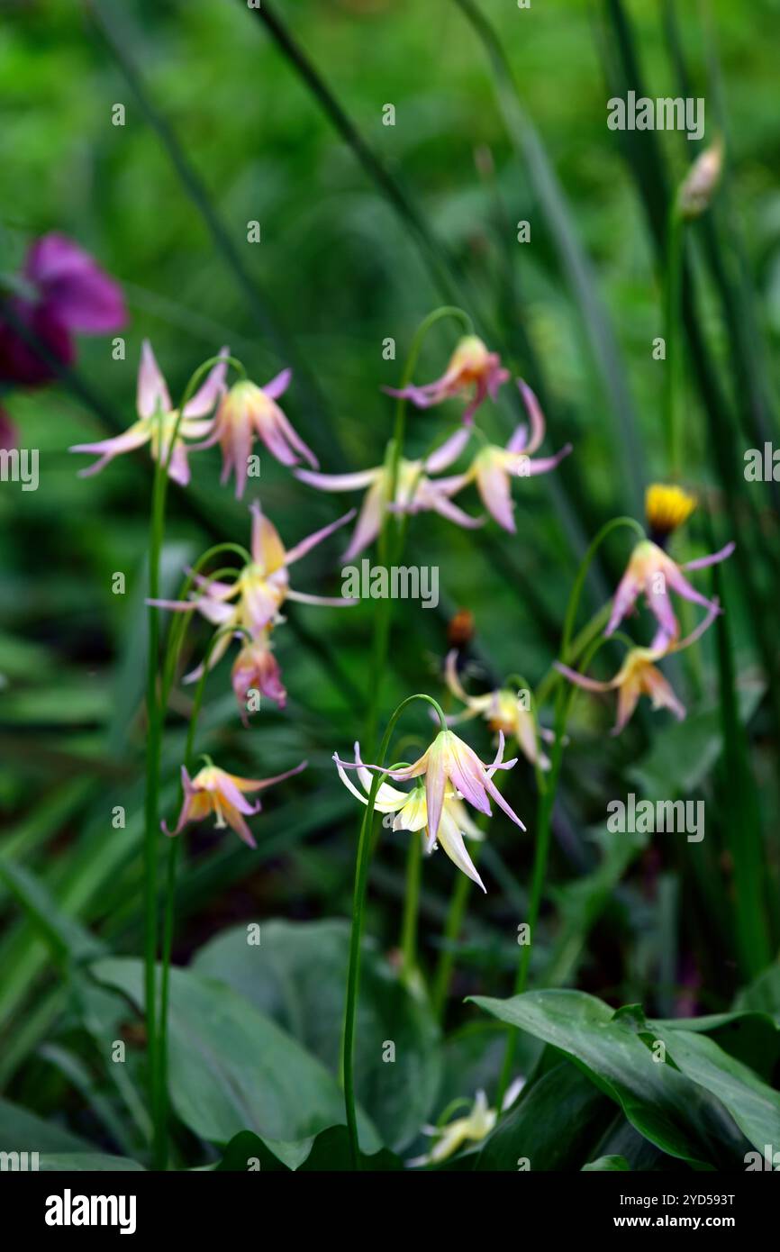 erythronium joanna, pink apricot flowers, flower, hybrid, fawn lily ...