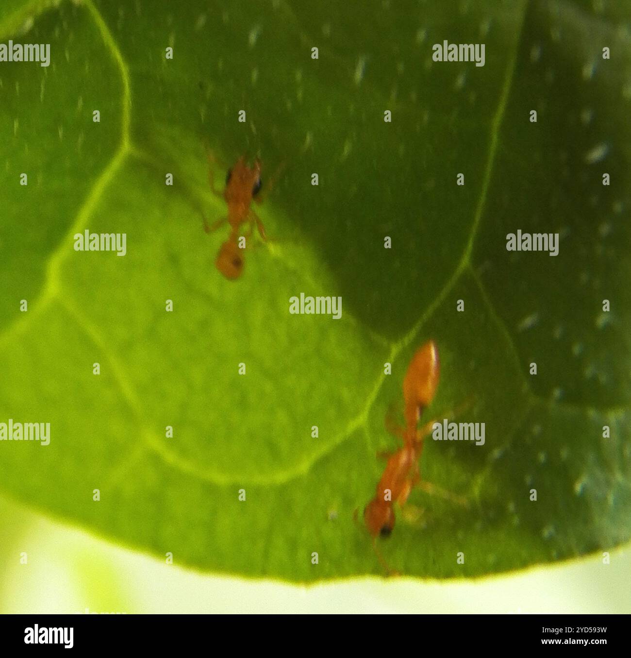 Pallid Twig Ant (Pseudomyrmex pallidus Stock Photo - Alamy