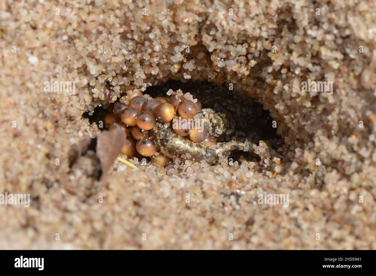 Common Midwife Toad (Alytes obstetricans Stock Photo - Alamy