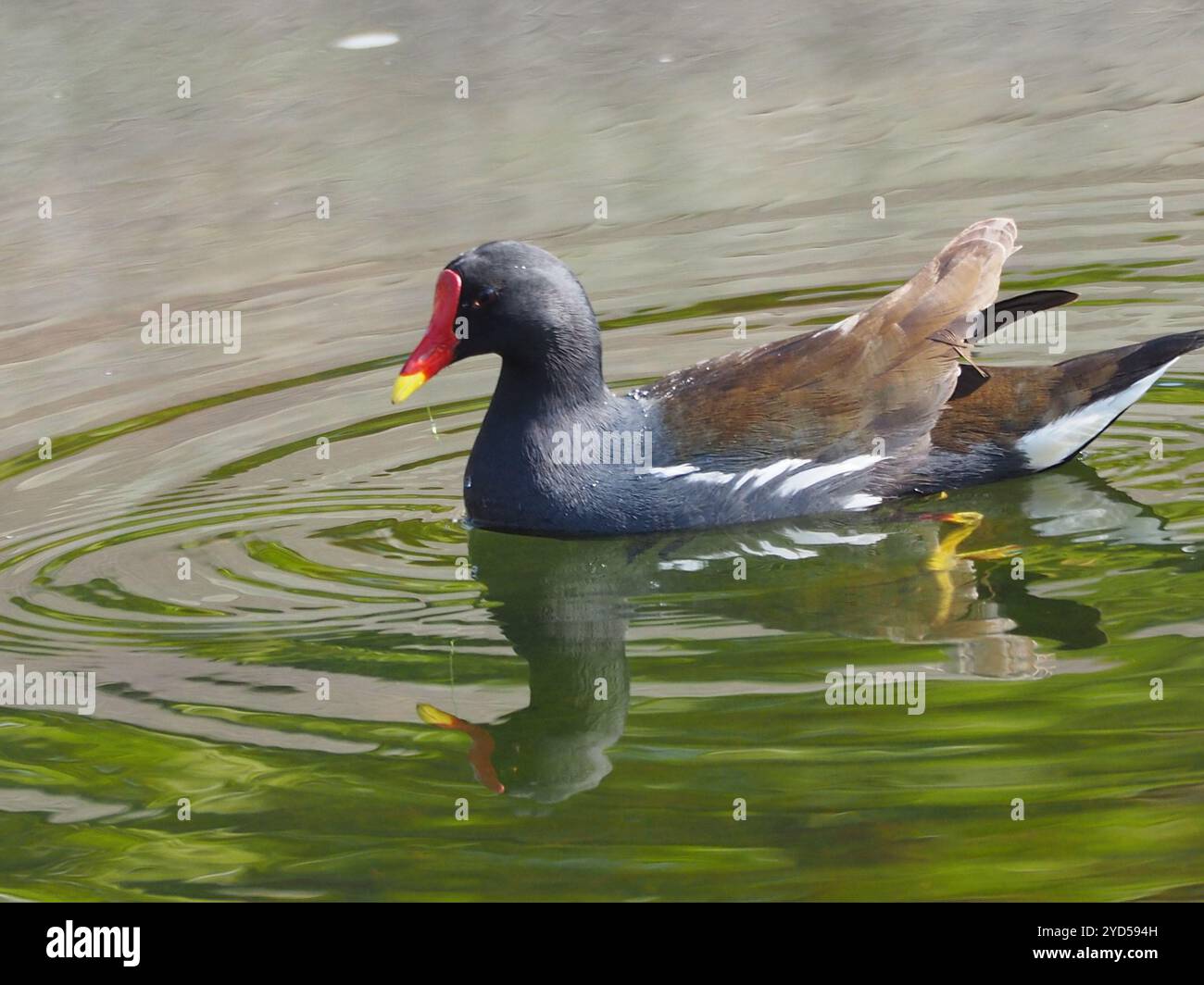 Common Moorhen (Gallinula chloropus Stock Photo - Alamy