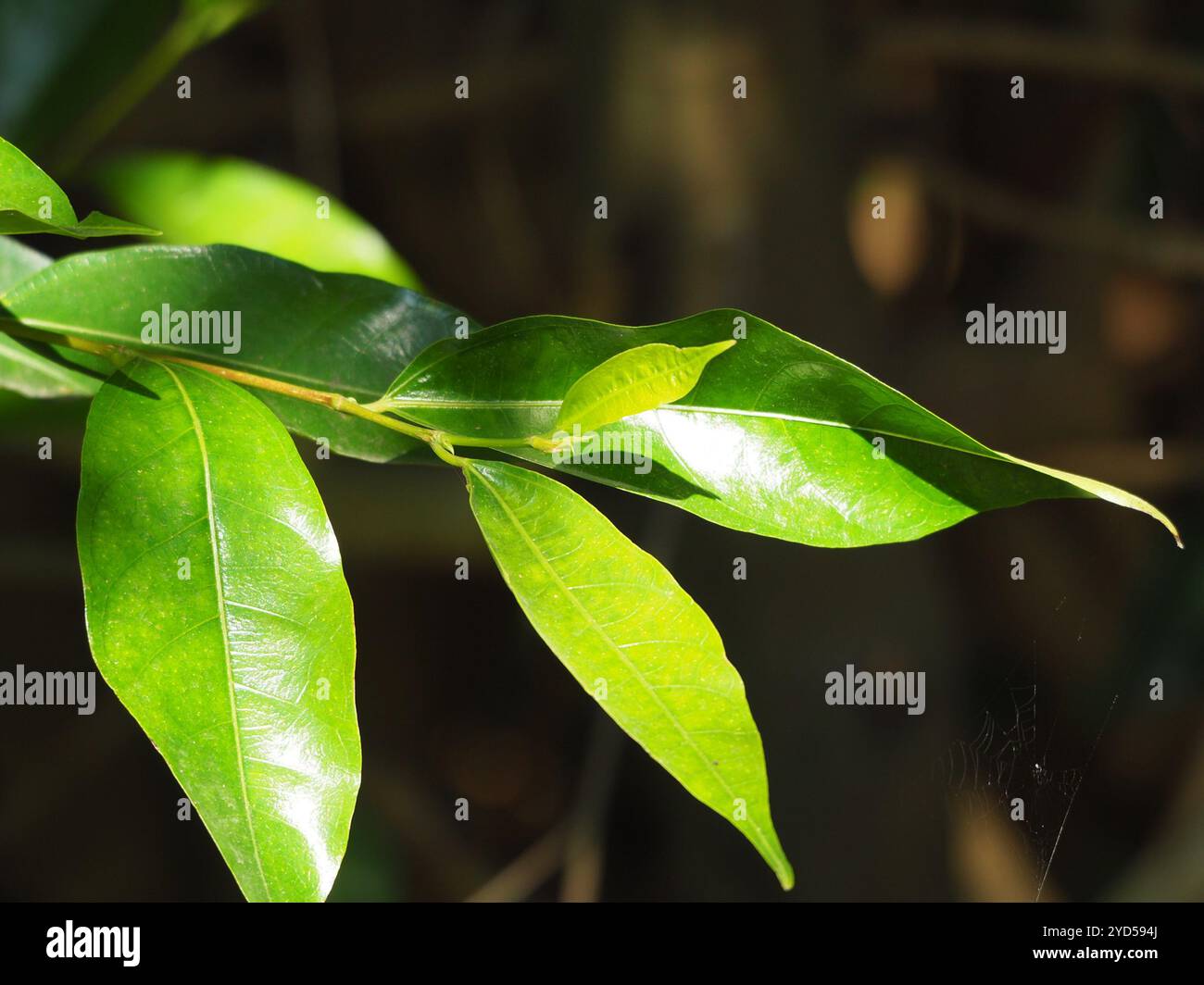 King's Fig (Ficus ampelos Stock Photo - Alamy