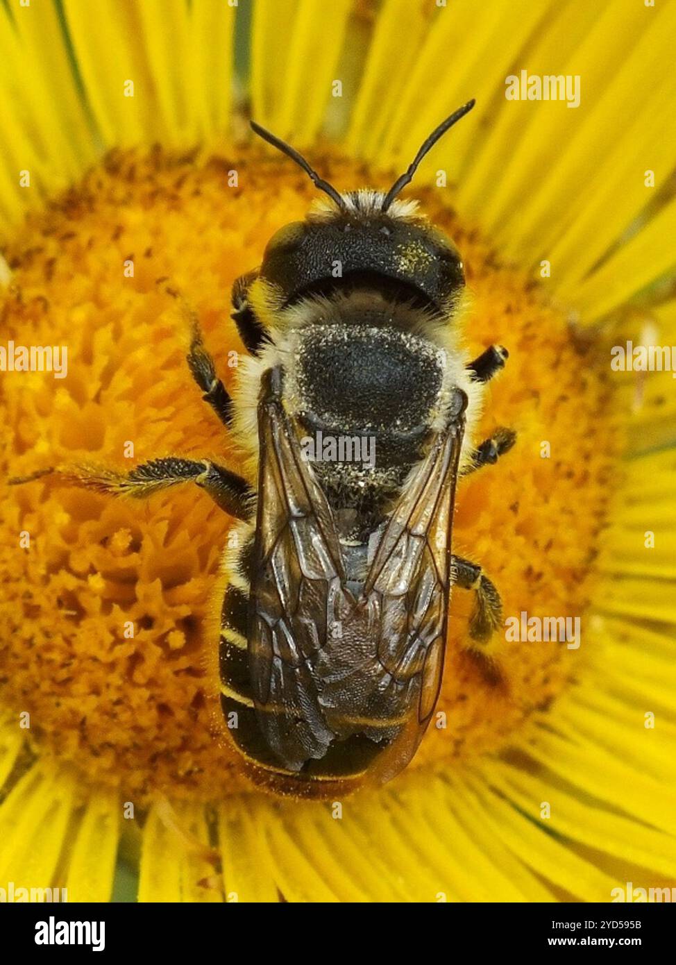 Woodborer Bees (Lithurgus Stock Photo - Alamy