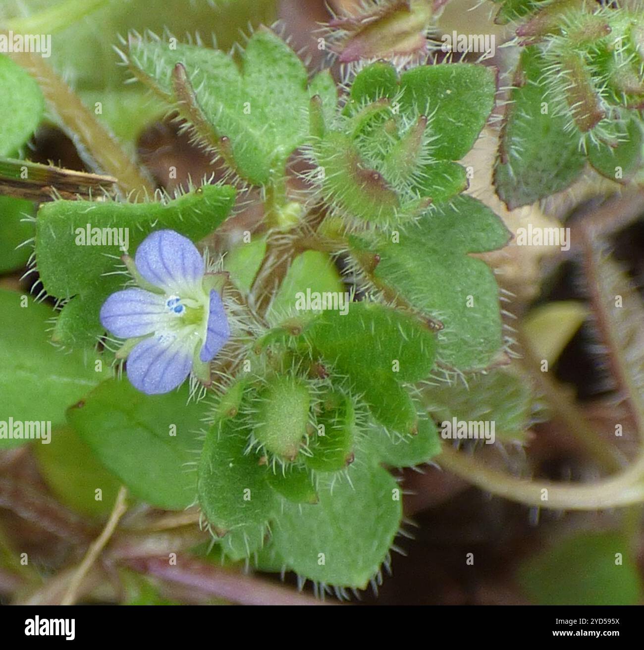 Ivy-leaved Speedwell (Veronica hederifolia Stock Photo - Alamy