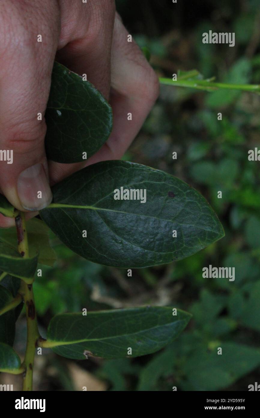 tropical blueberry (Macleania rupestris Stock Photo - Alamy