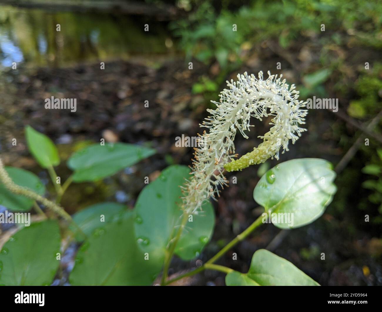 lizard's tail (Saururus cernuus Stock Photo - Alamy