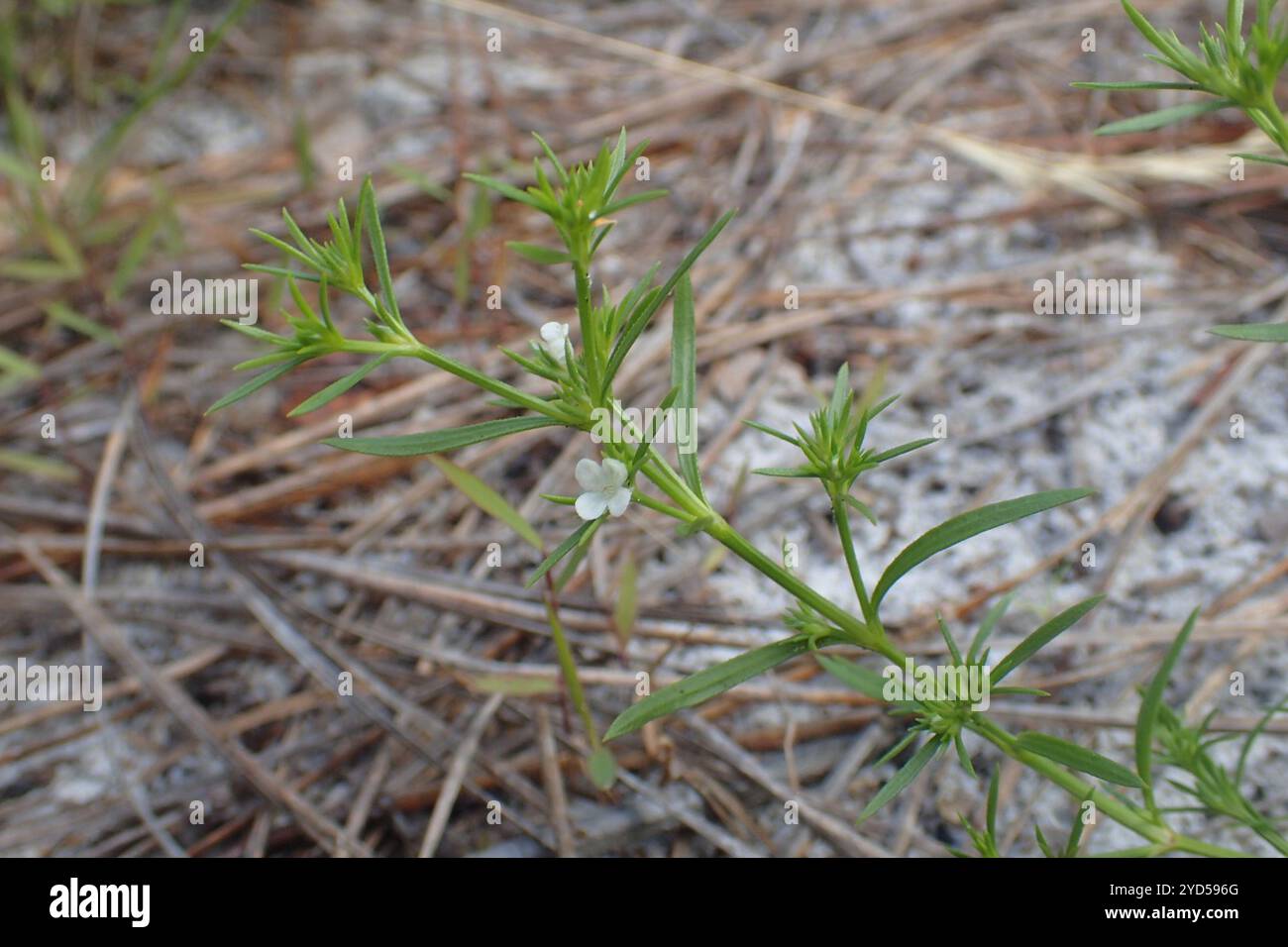 Rust Weed (Polypremum procumbens Stock Photo - Alamy