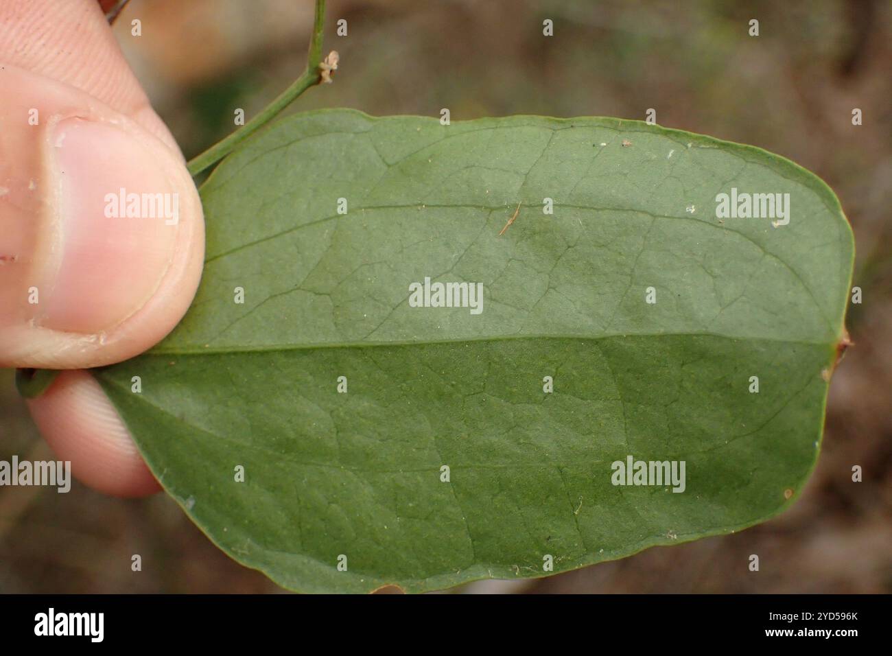 Earleaf Greenbrier (Smilax auriculata Stock Photo - Alamy
