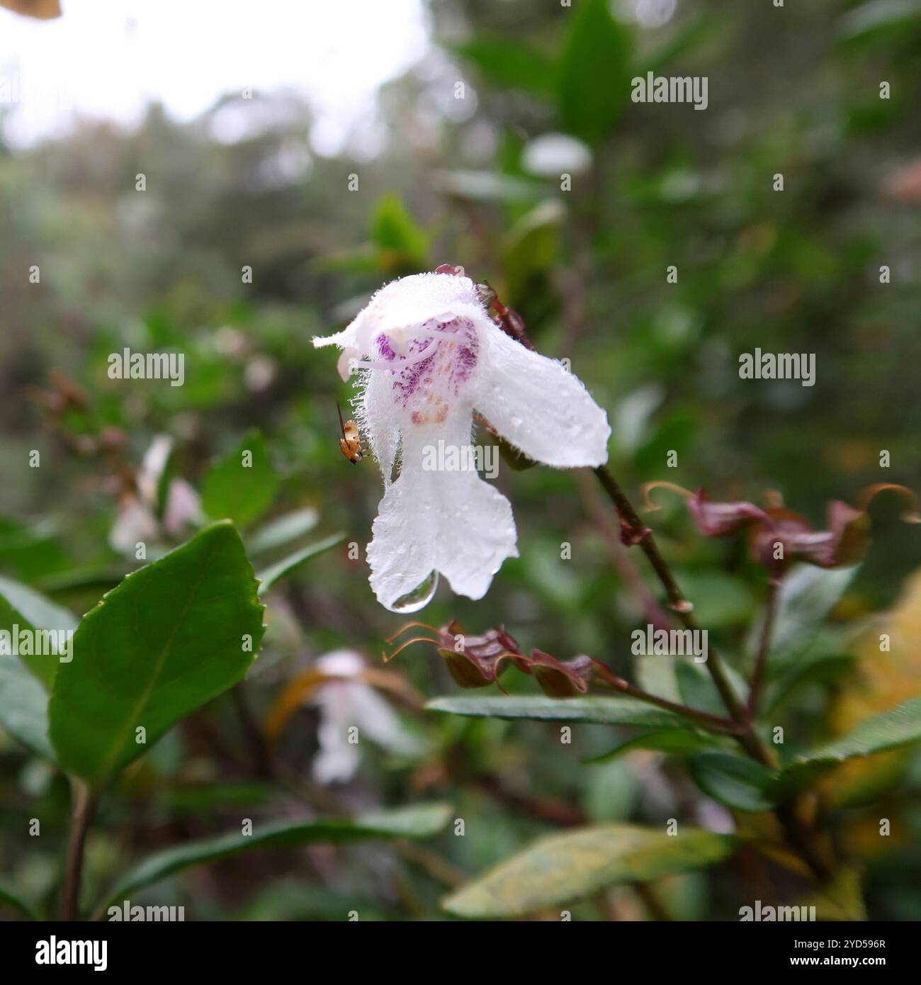Christmas Bush (Prostanthera lasianthos Stock Photo - Alamy