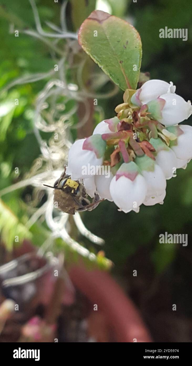 California Digger Bee (Anthophora californica Stock Photo - Alamy