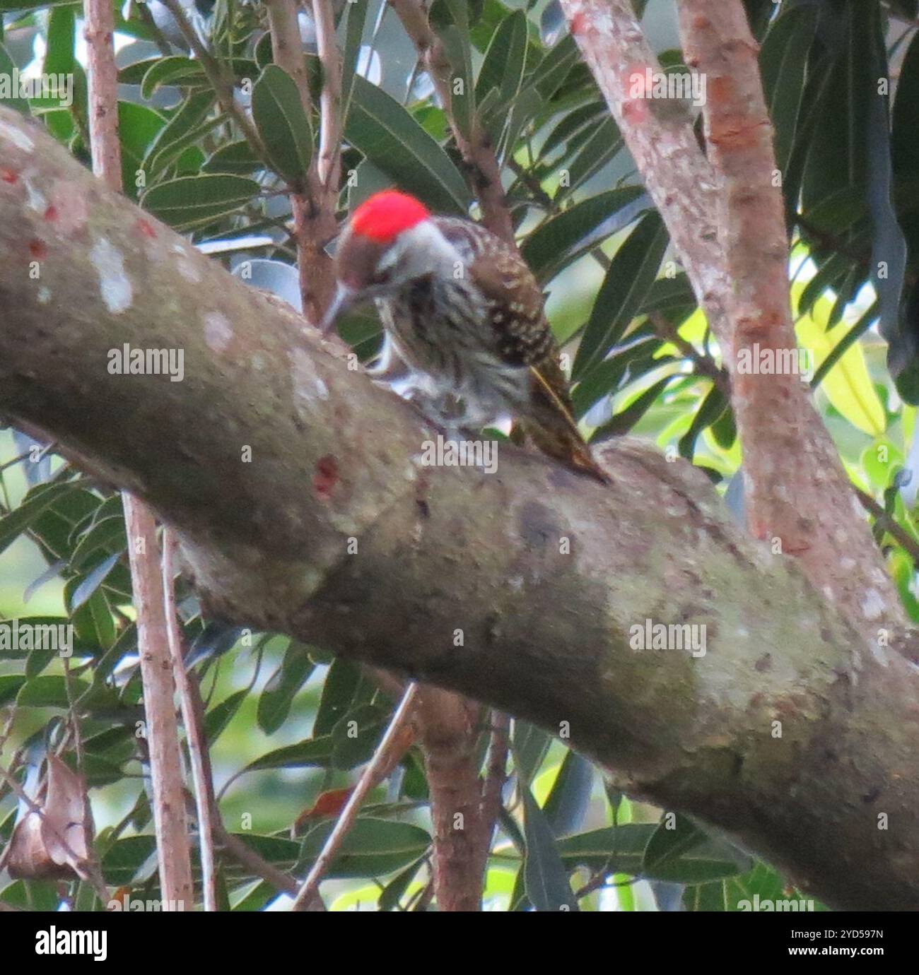Cardinal Woodpecker (Dendropicos fuscescens Stock Photo - Alamy