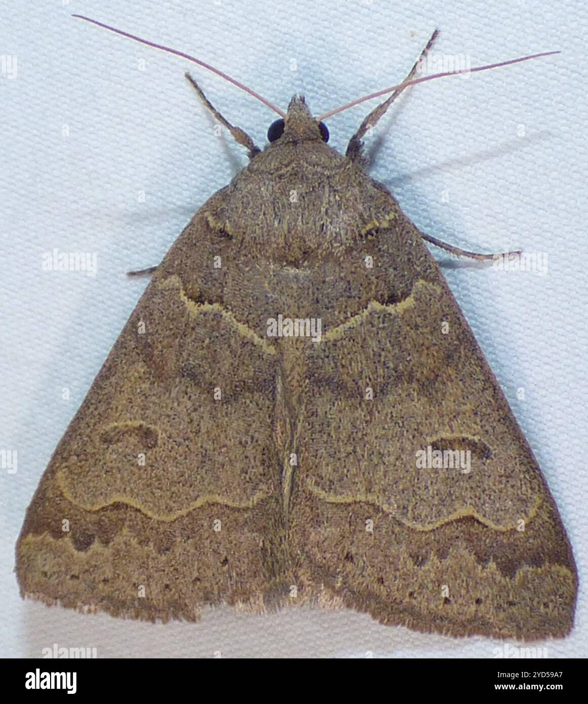 Common Oak Moth (Phoberia atomaris Stock Photo - Alamy