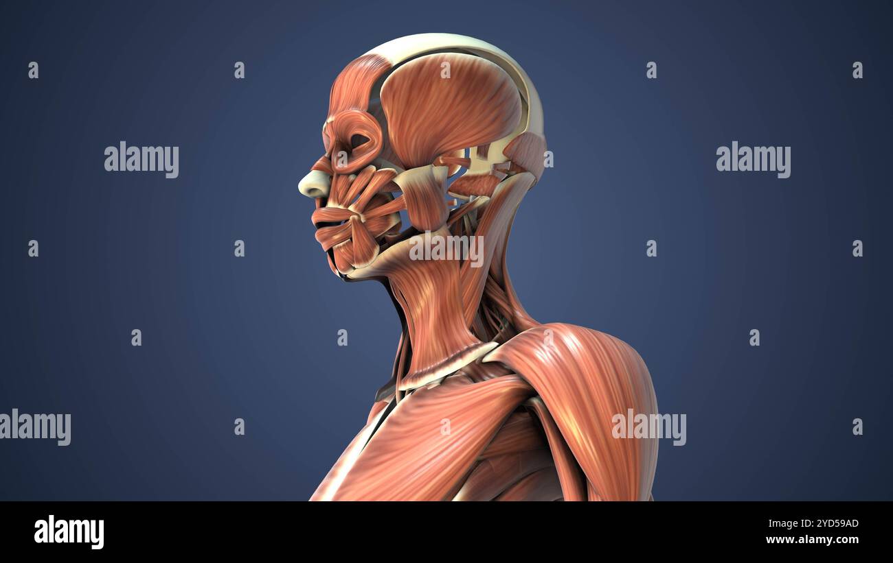 Muscular system function hi-res stock photography and images - Alamy