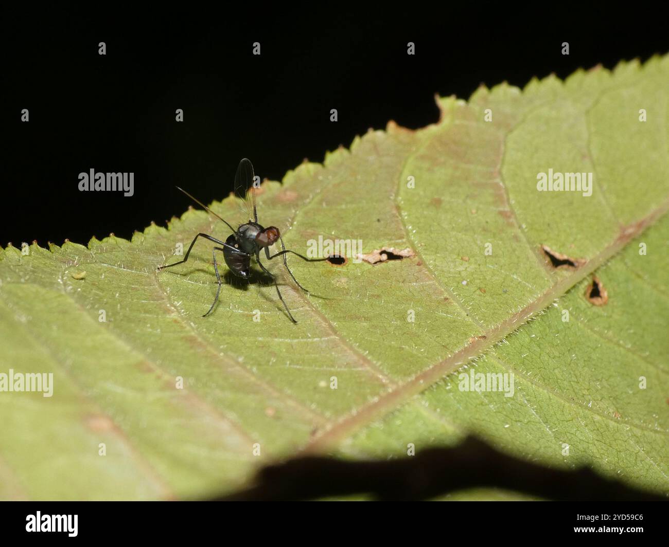 Black Scavenger Flies (Sepsidae Stock Photo - Alamy