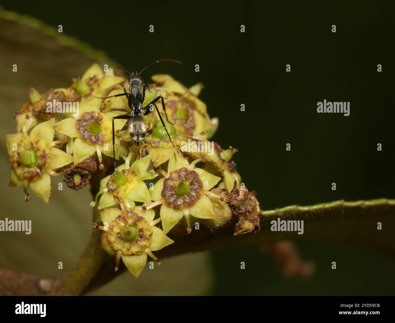 Shiny sugar ant (Camponotus cinctellus Stock Photo - Alamy