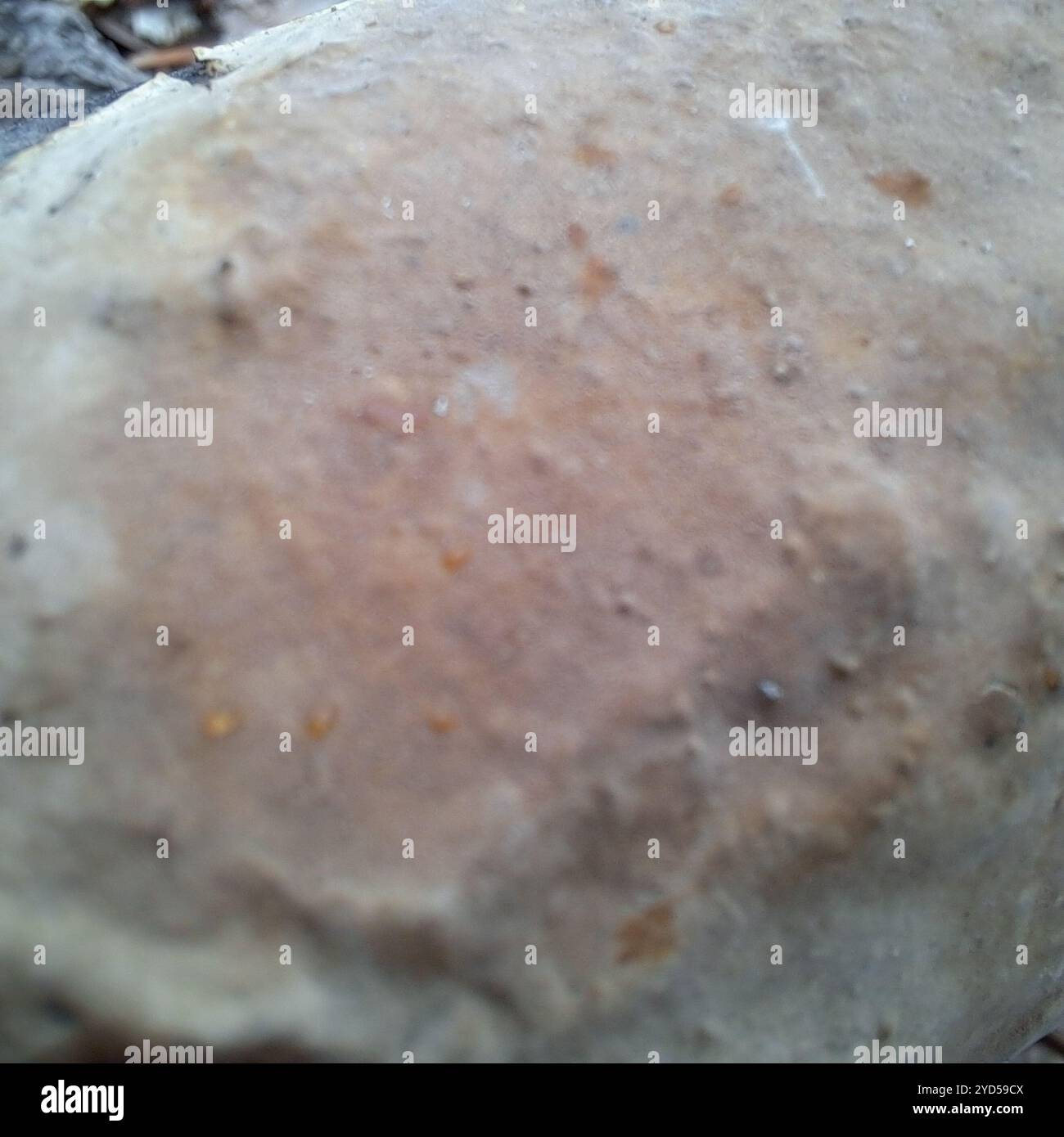 Netted Crust (Byssomerulius corium Stock Photo - Alamy