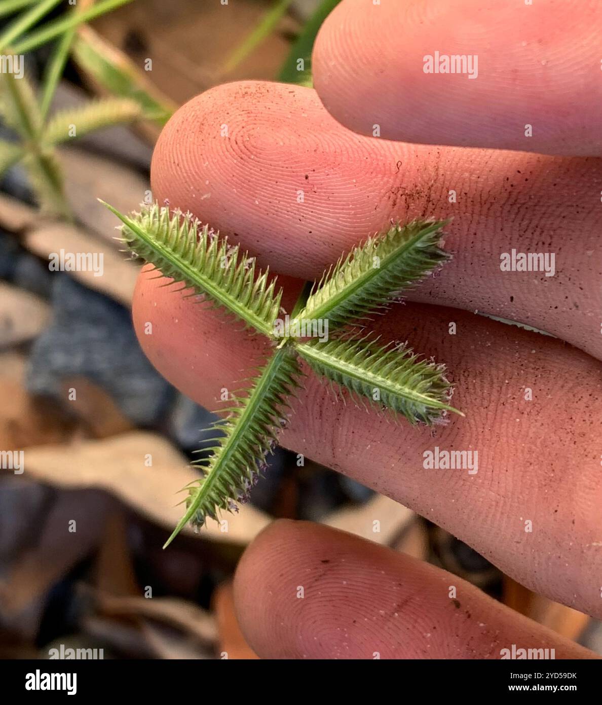 Durban Crowfoot (Dactyloctenium aegyptium Stock Photo - Alamy