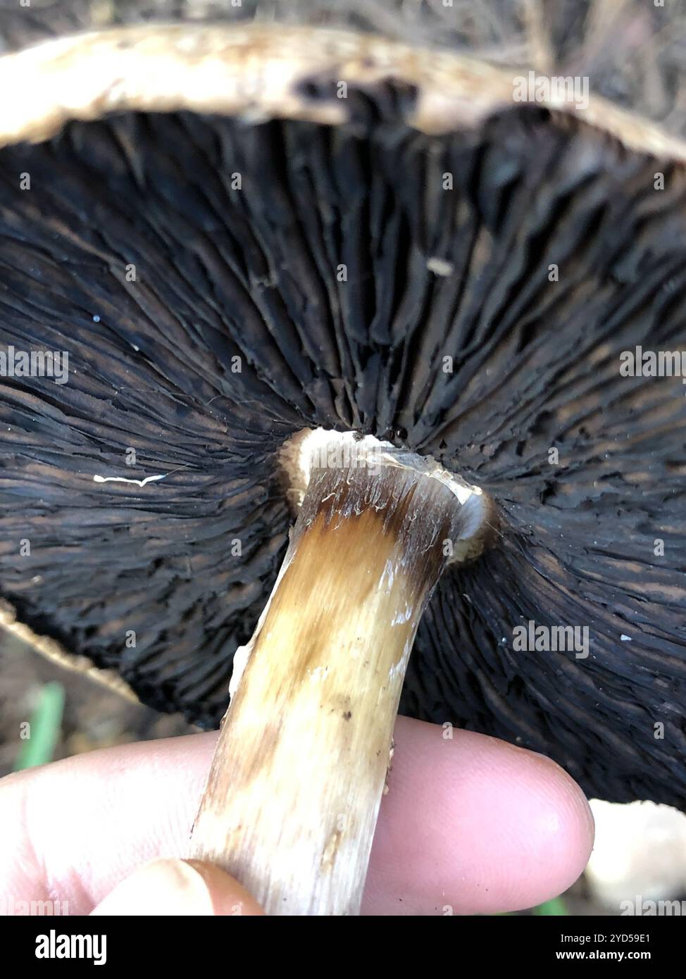 Yellow Stainer (Agaricus xanthodermus Stock Photo - Alamy