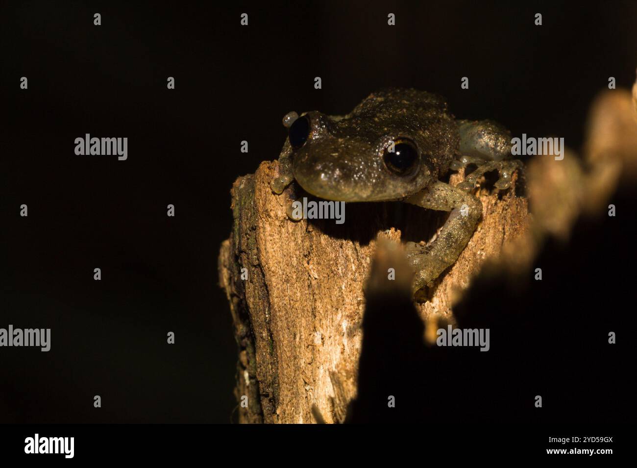 Snouted Tree Frogs (Scinax Stock Photo - Alamy
