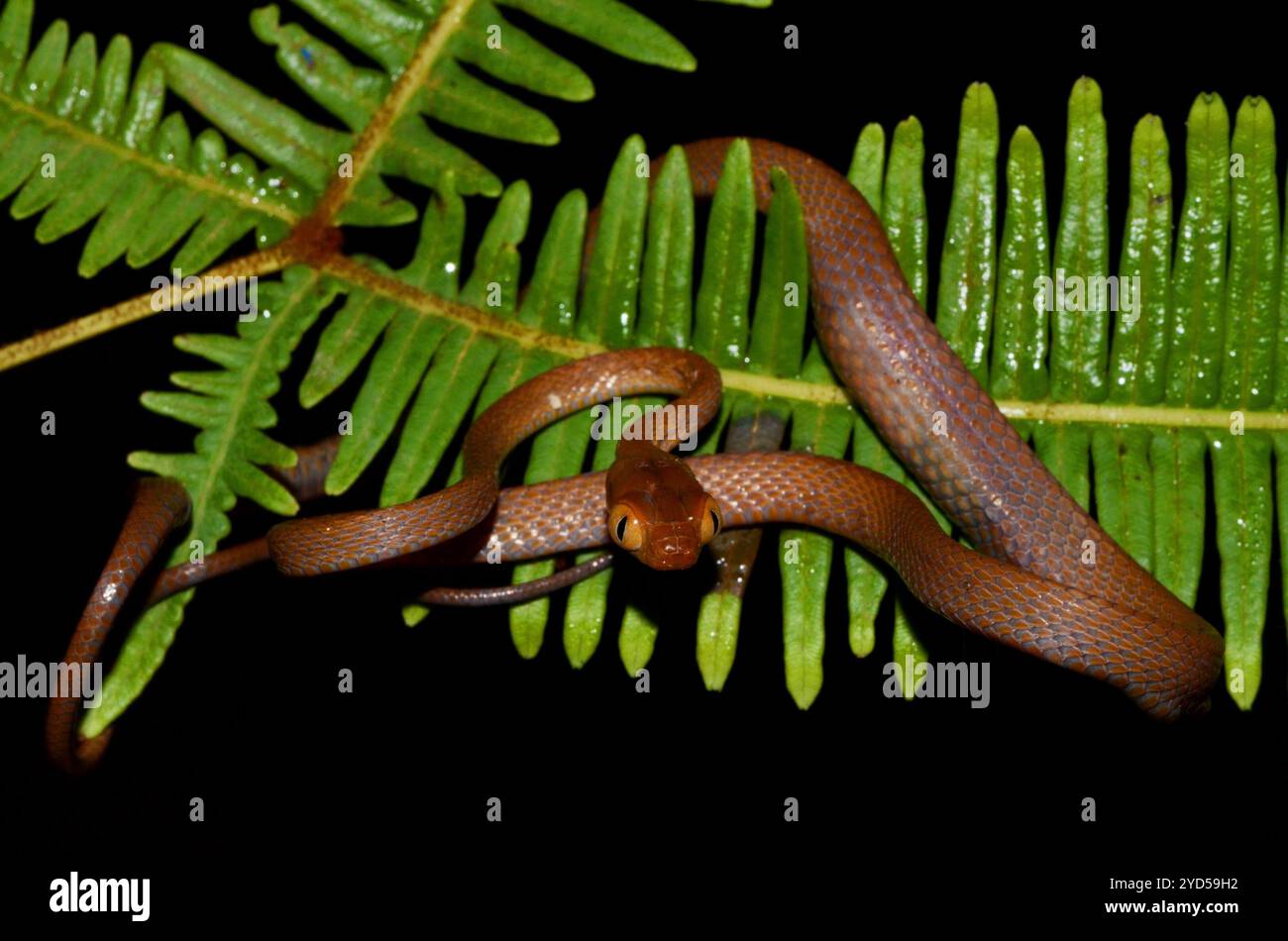 Blue-tailed Nocturnal Tree Snake (Dipsadoboa duchesnii Stock Photo - Alamy