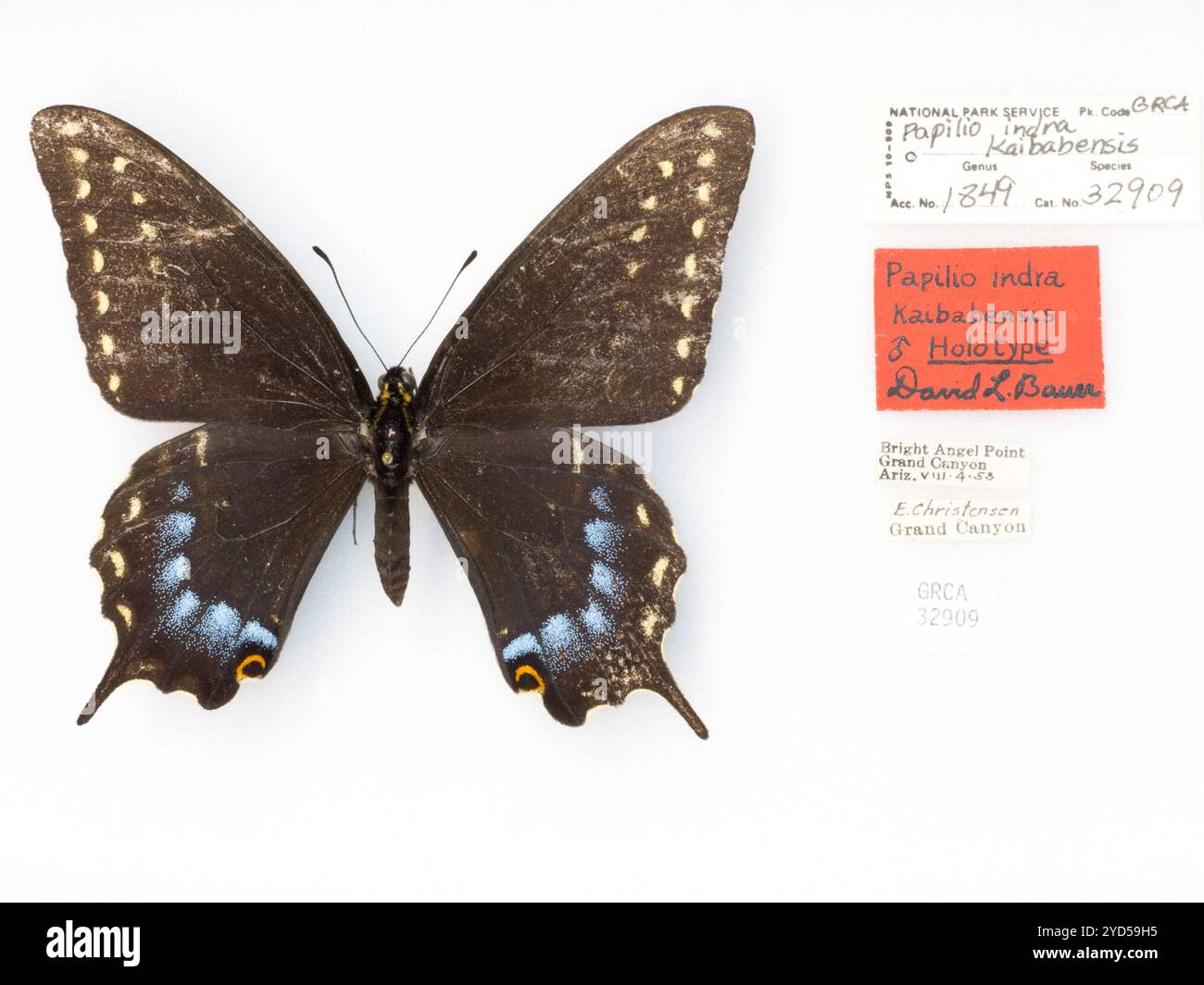 Indra Swallowtail (Papilio indra Stock Photo - Alamy