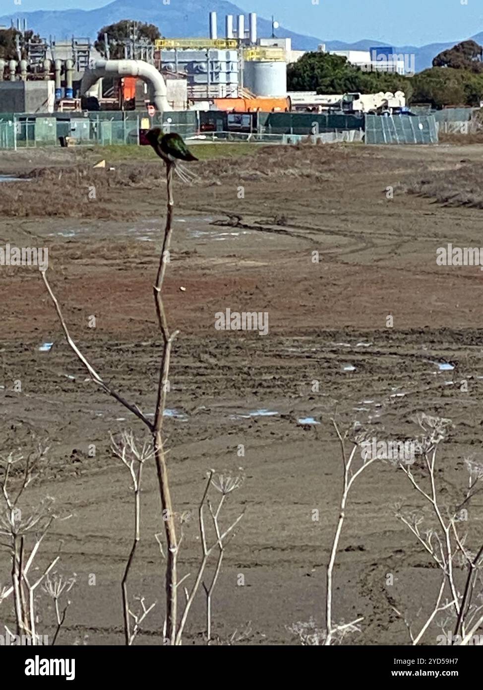 Anna's Hummingbird (Calypte anna Stock Photo - Alamy