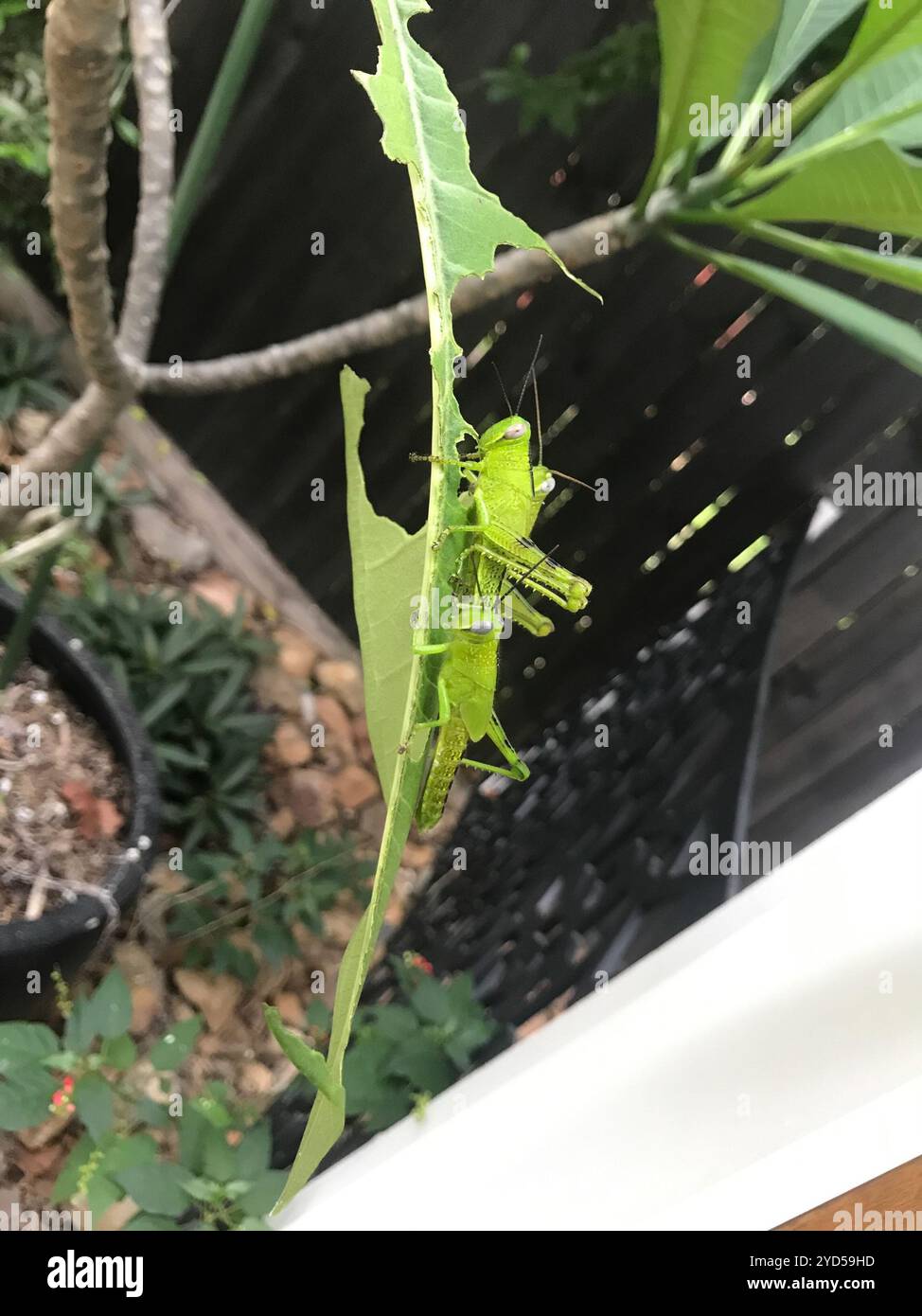 Giant Grasshopper (Valanga irregularis Stock Photo - Alamy