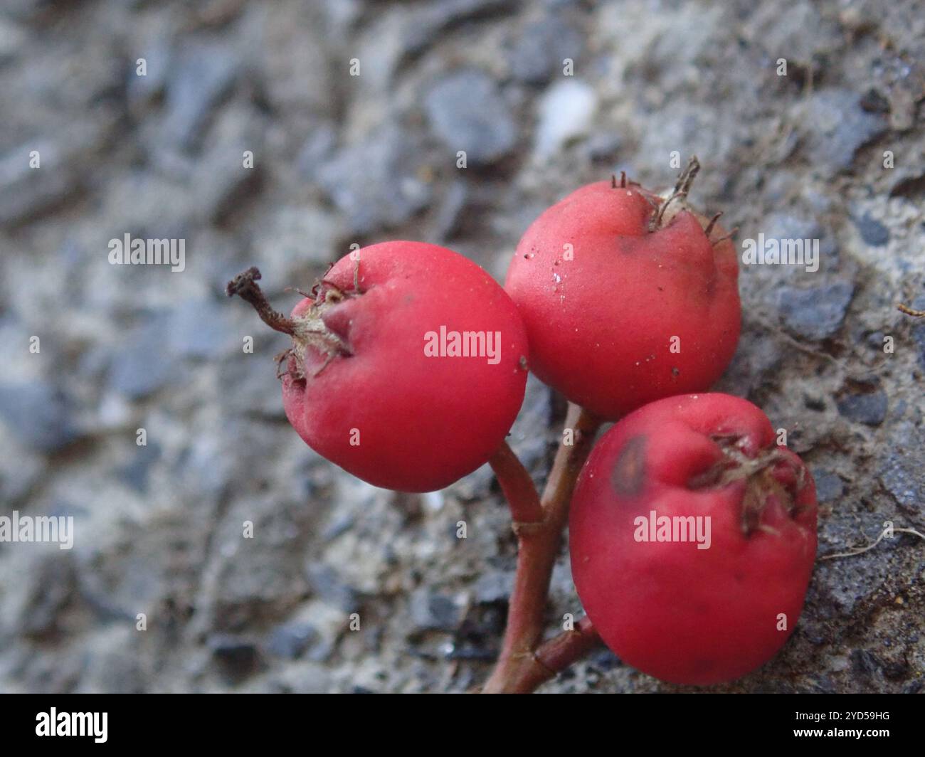 Chinese Photinia (Photinia serratifolia Stock Photo - Alamy