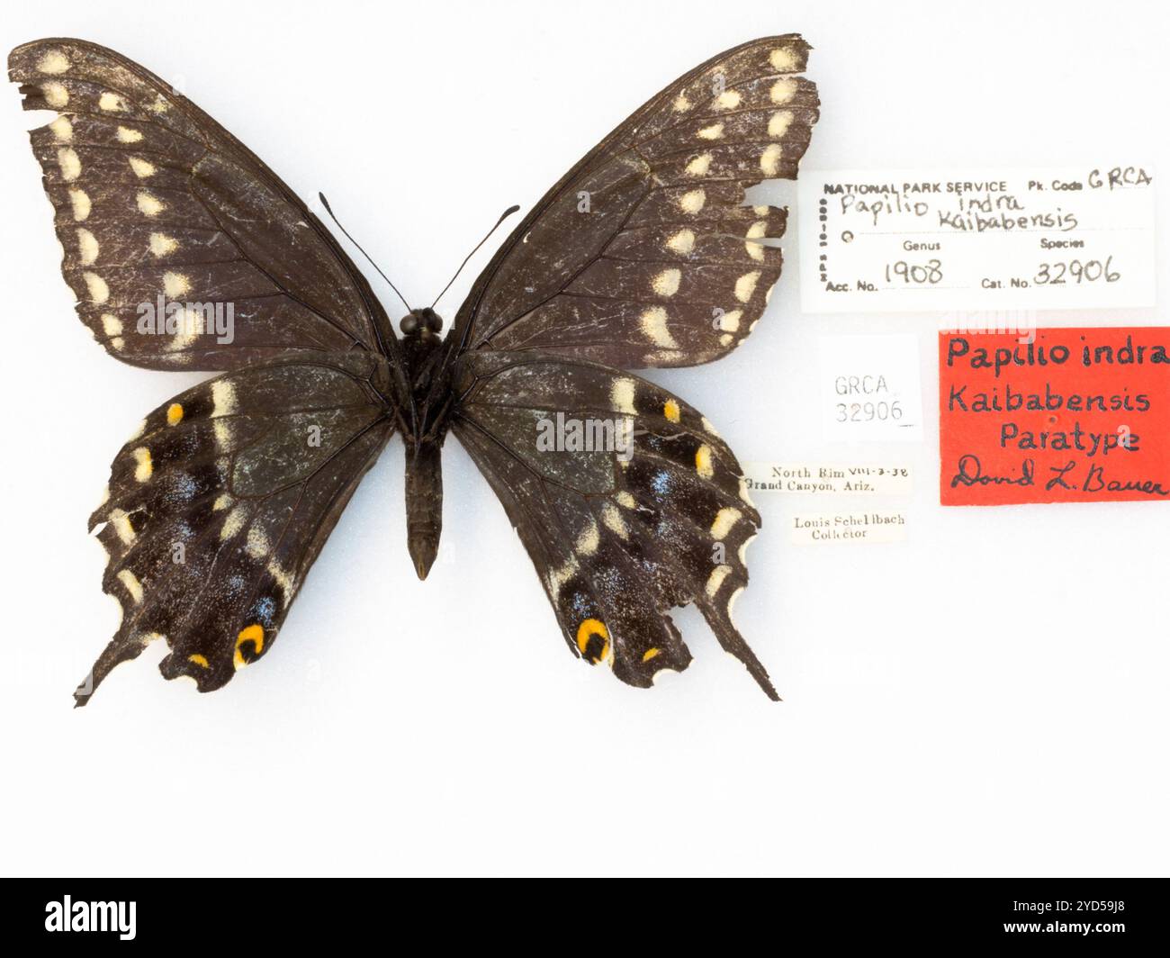 Indra Swallowtail (Papilio indra Stock Photo - Alamy