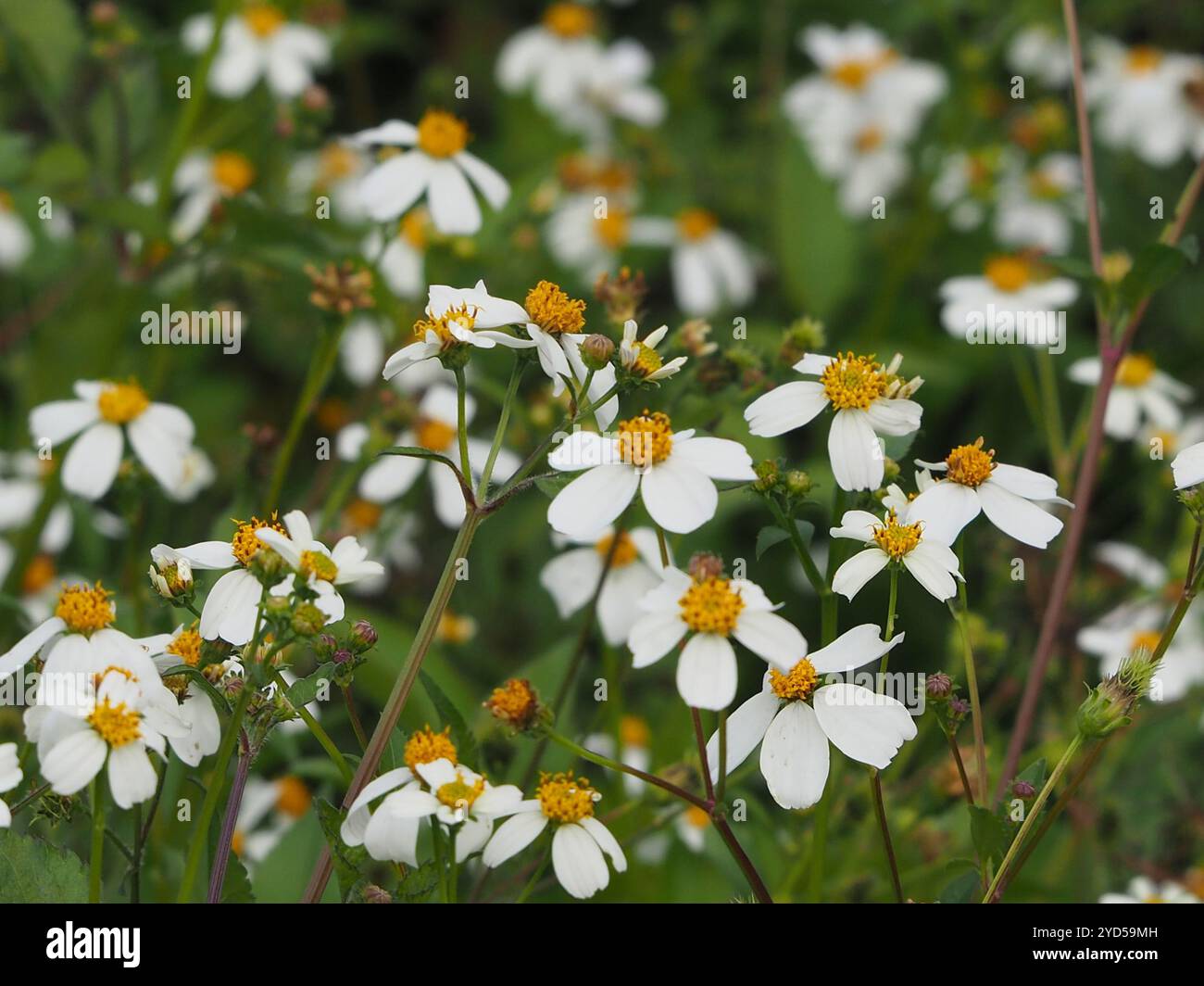 White beggarticks (Bidens alba Stock Photo - Alamy