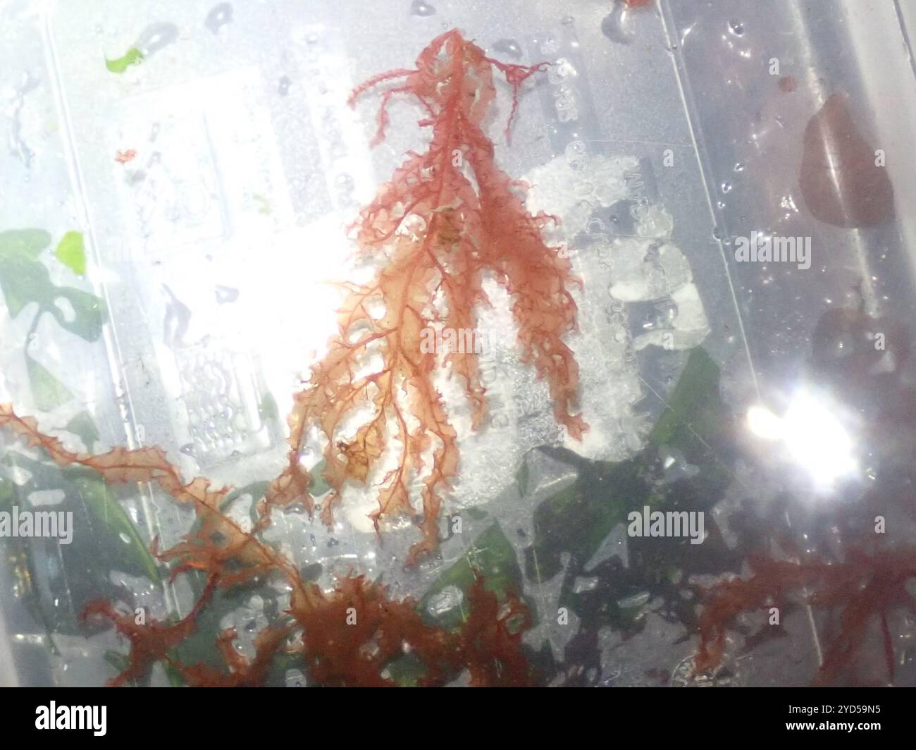 dasya family (Delesseriaceae Stock Photo - Alamy