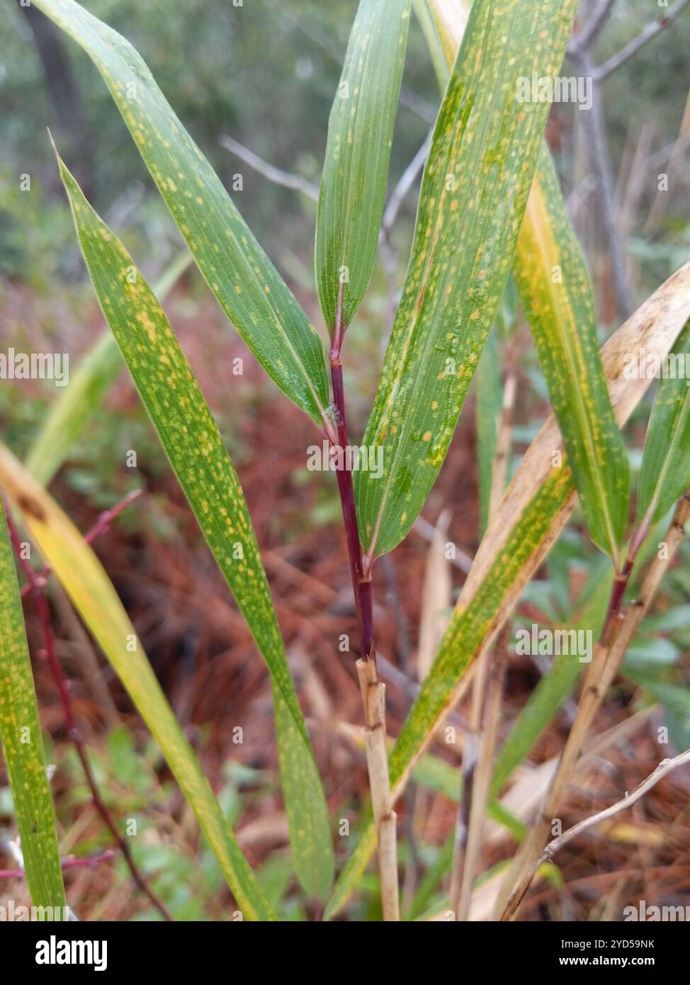 switch cane (Arundinaria tecta Stock Photo - Alamy