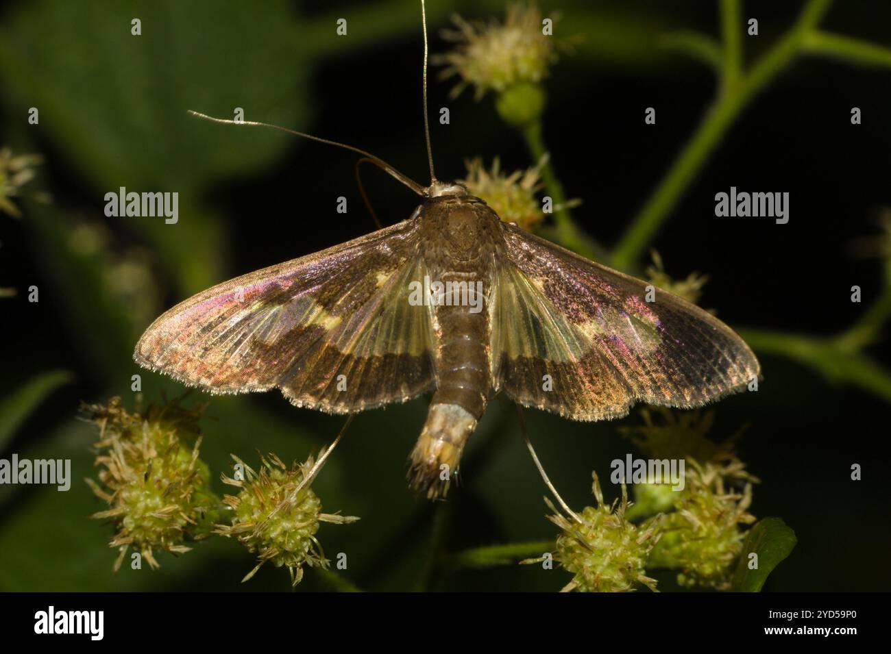 Pickleworm Moth (Diaphania nitidalis Stock Photo - Alamy