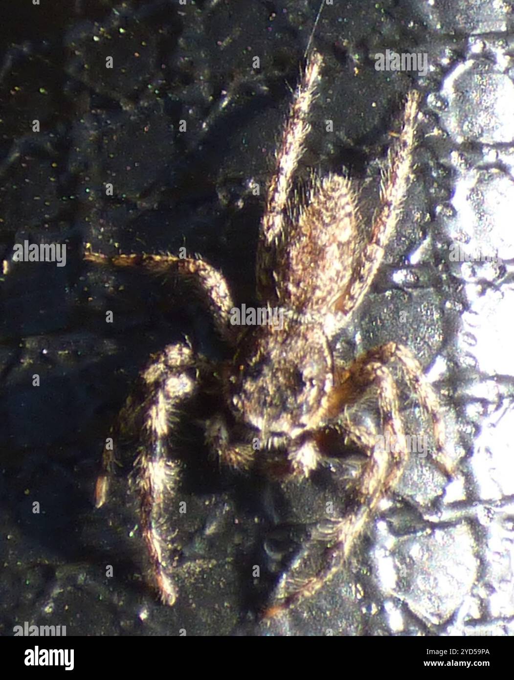 Tan Jumping Spider (Platycryptus undatus Stock Photo - Alamy