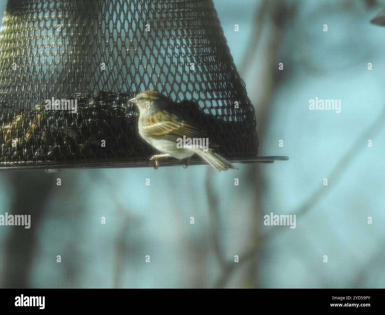 Chipping Sparrow (Spizella passerina Stock Photo - Alamy