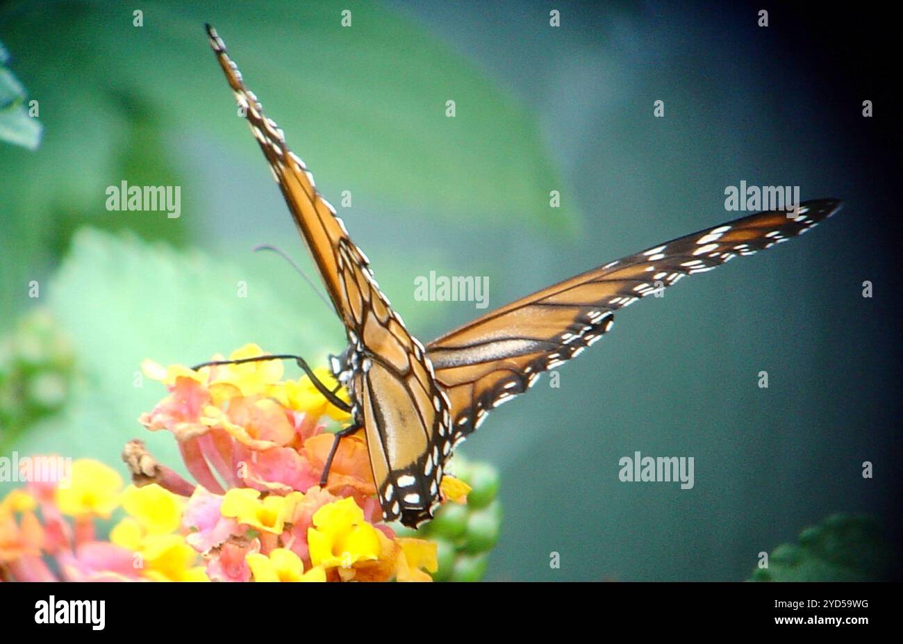 Southern Monarch (Danaus erippus Stock Photo - Alamy