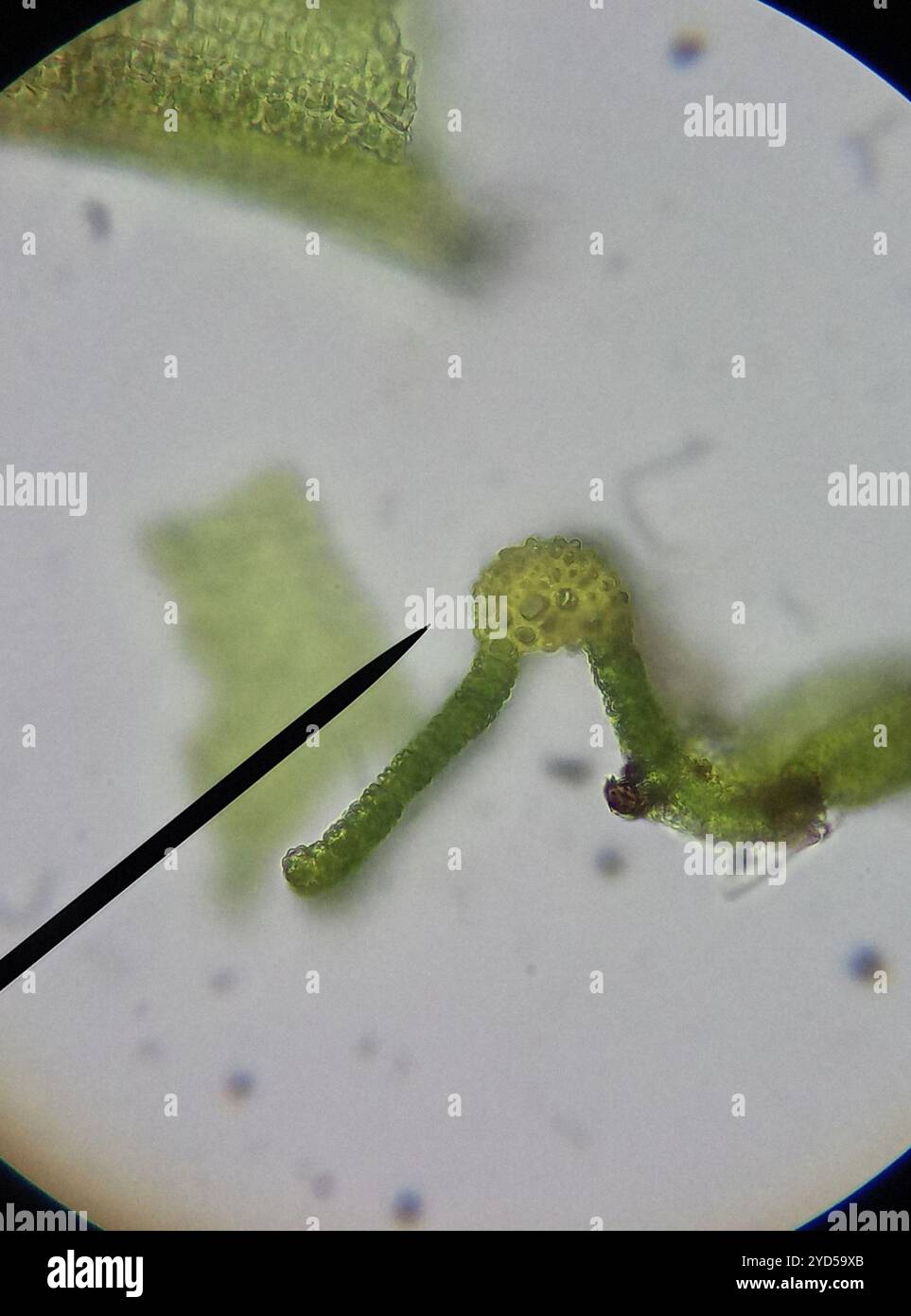 Bird's-Claw Beard-Moss (Barbula unguiculata Stock Photo - Alamy