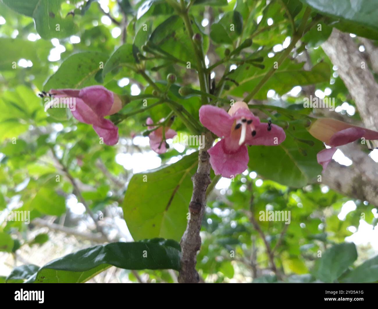 Pūriri (Vitex lucens Stock Photo - Alamy
