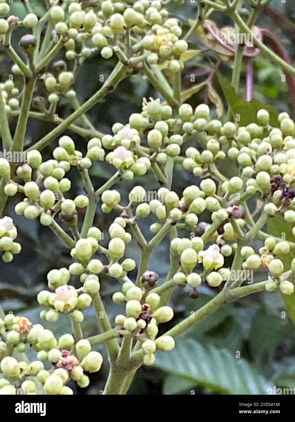 Bandicoot berry (Leea nova-guineensis Stock Photo - Alamy