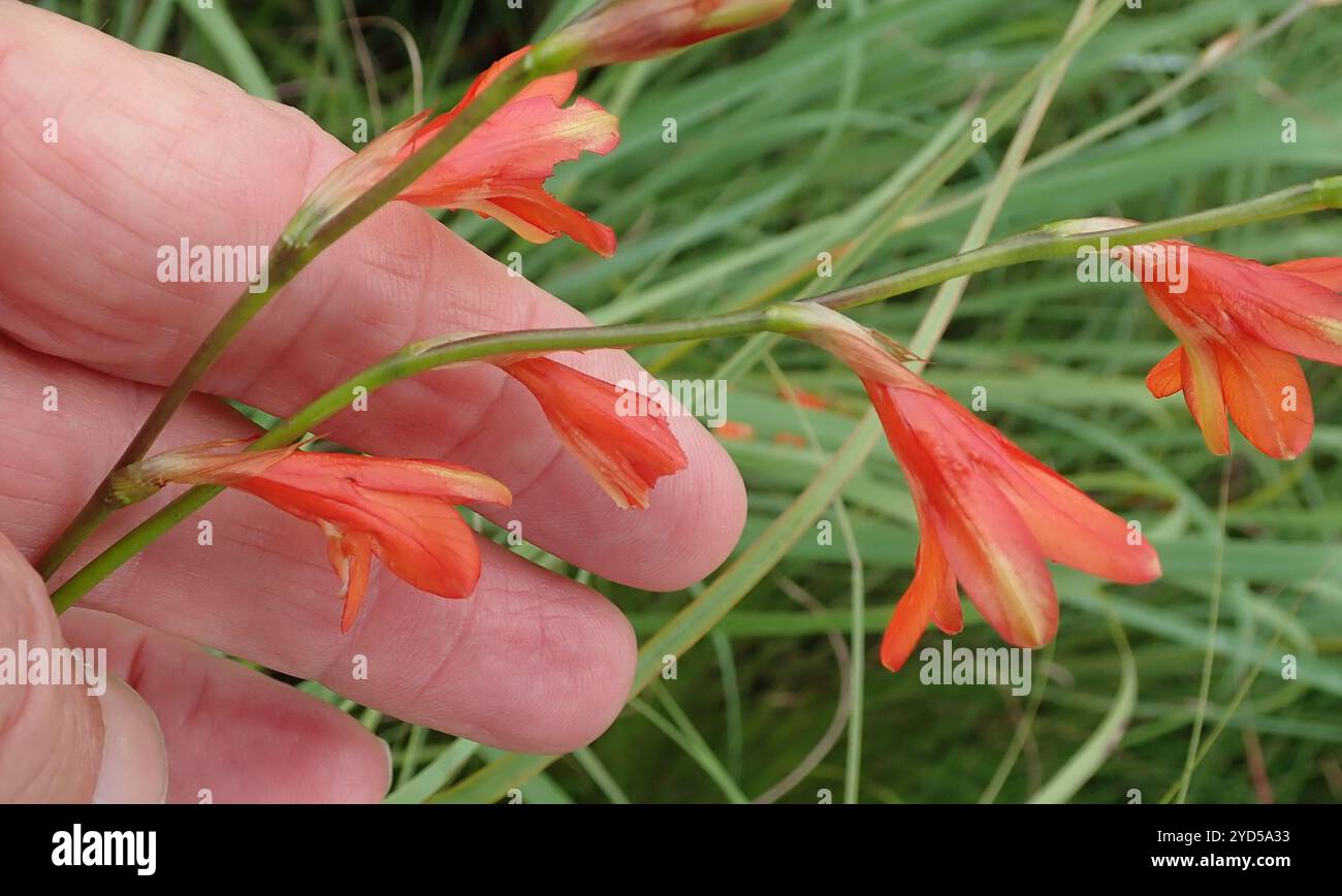 Red Triton (Tritonia disticha Stock Photo - Alamy
