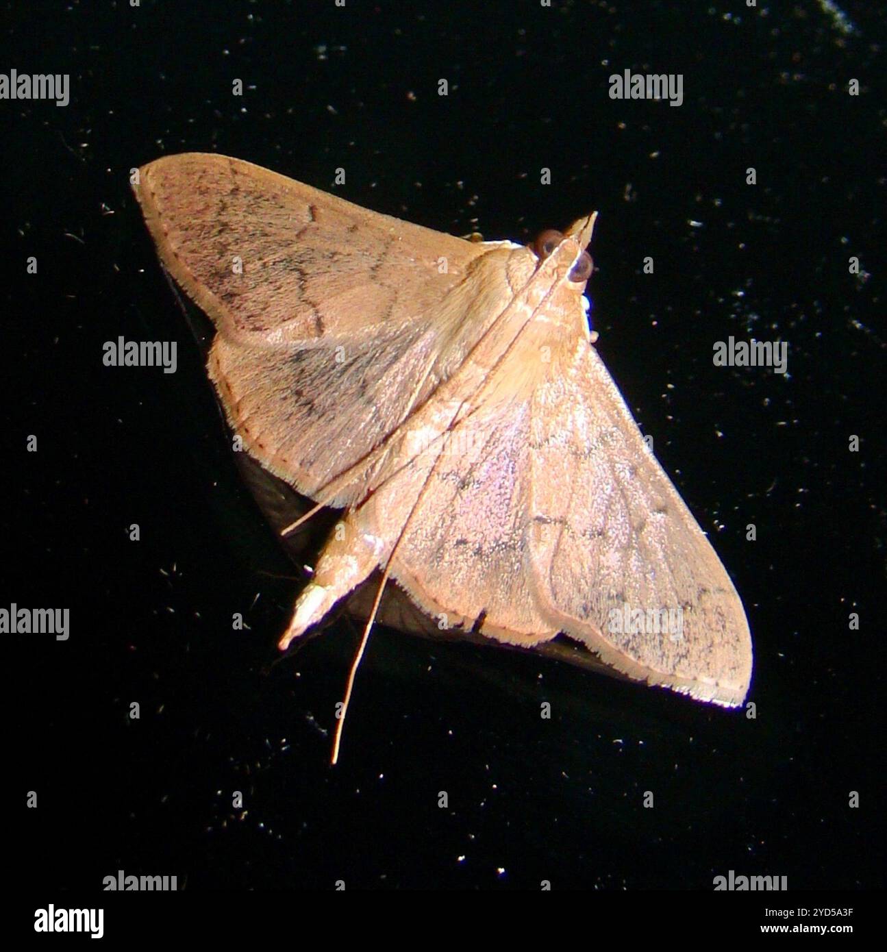 Patania hi-res stock photography and images - Alamy