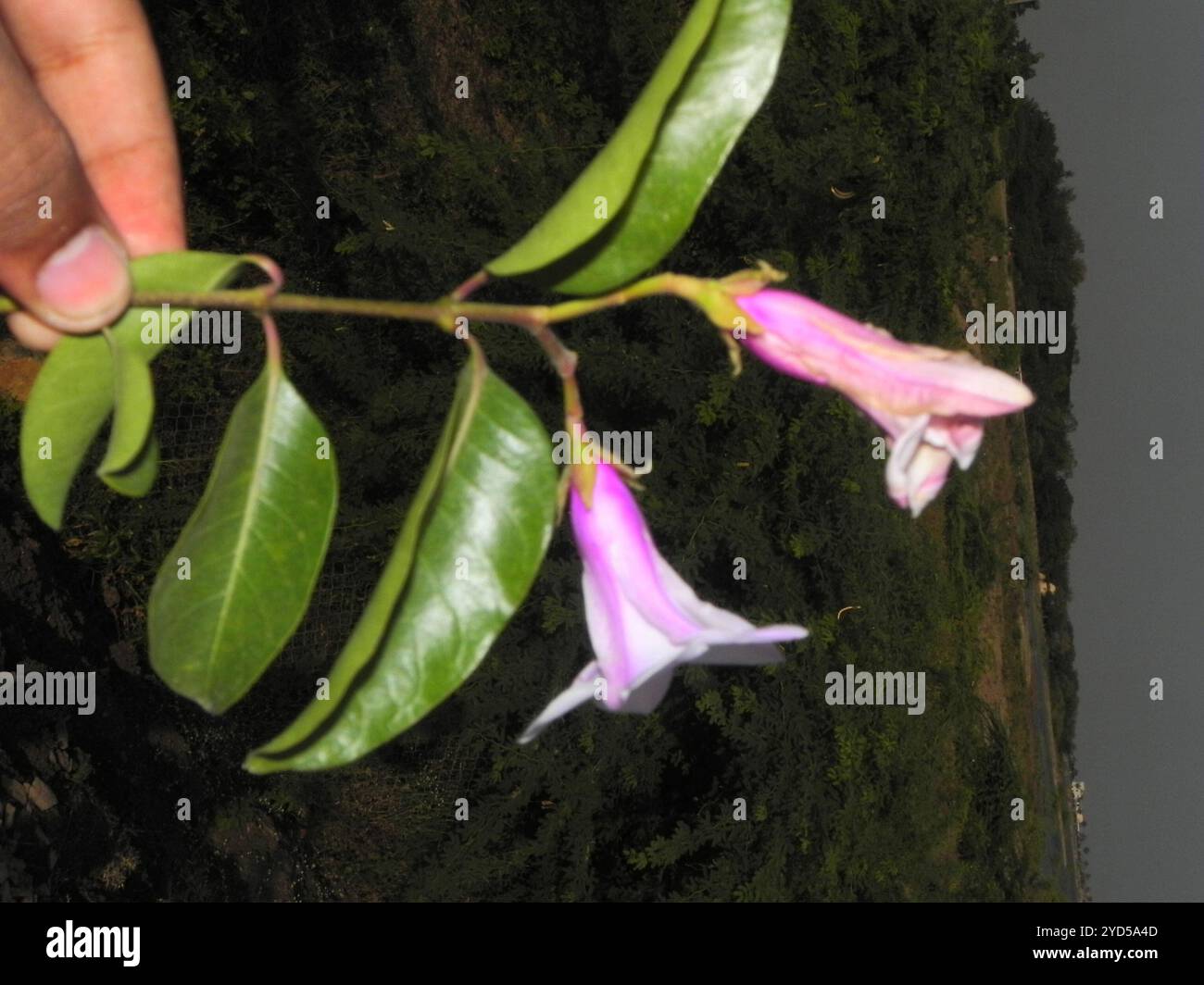 Rubber Vine (Cryptostegia grandiflora Stock Photo - Alamy