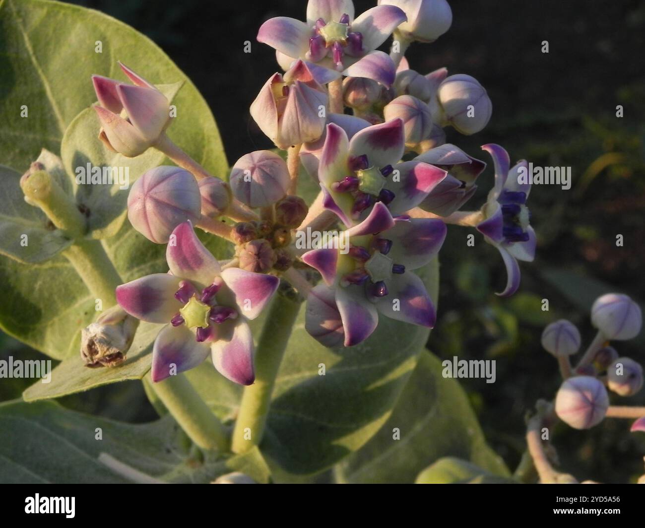 giant milkweed (Calotropis procera Stock Photo - Alamy