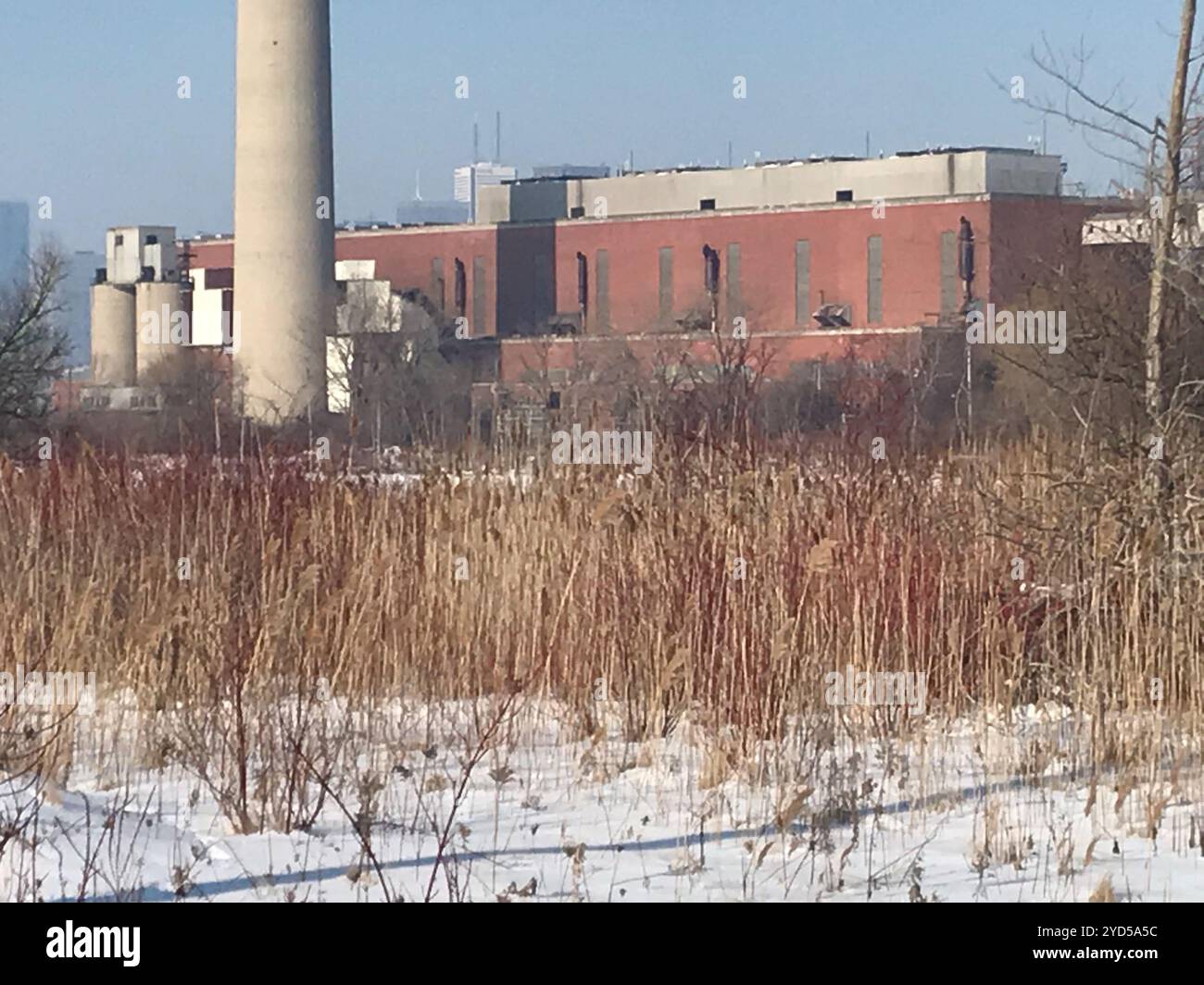 European reed (Phragmites australis australis Stock Photo - Alamy