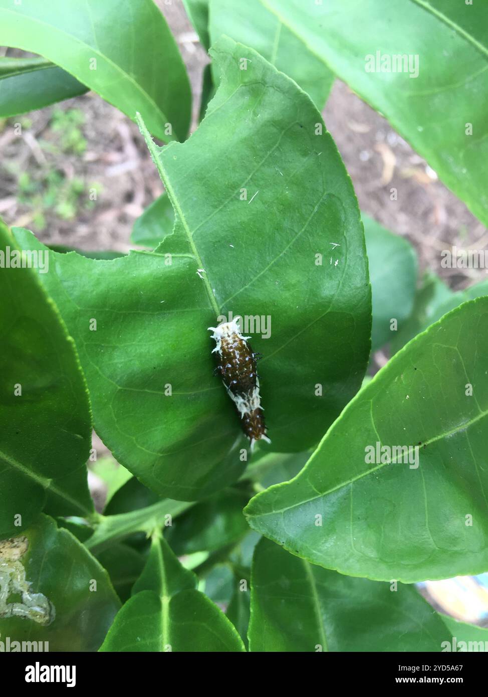 Orchard Swallowtail (Papilio aegeus Stock Photo - Alamy