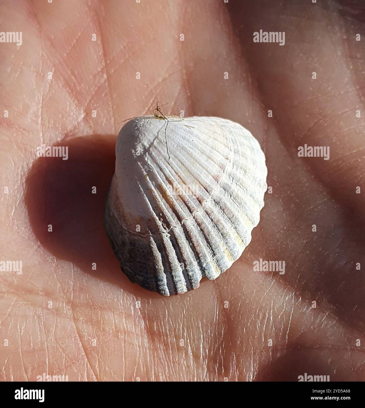 Cerastoderma glaucum hi-res stock photography and images - Alamy