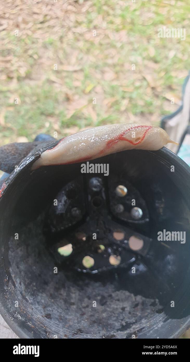 Red Triangle Slug (Triboniophorus graeffei Stock Photo - Alamy