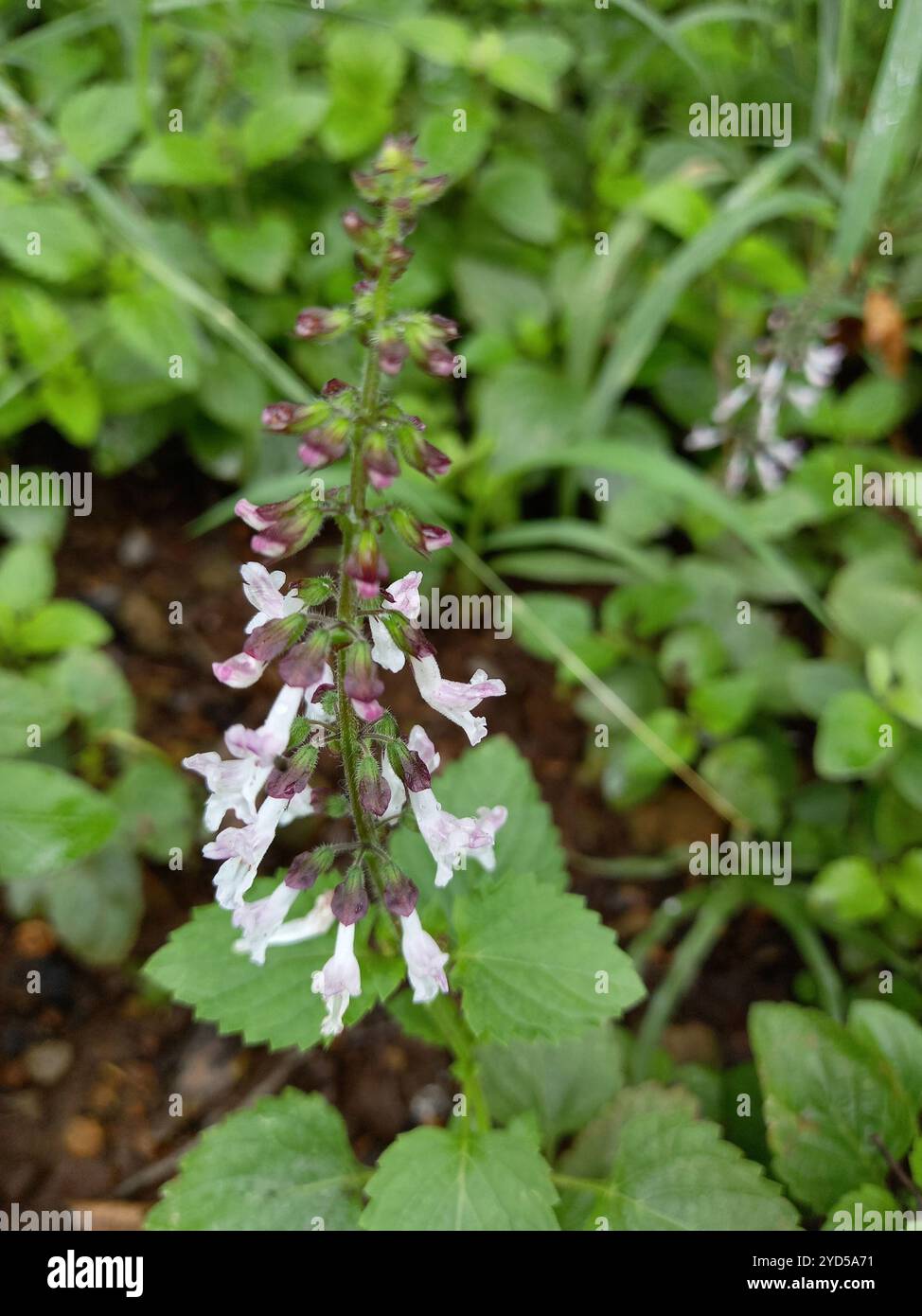 Piccadill hi-res stock photography and images - Alamy