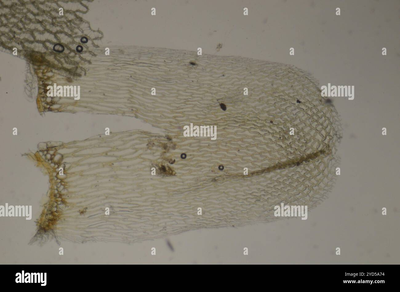 Papillose Peatmoss (Sphagnum papillosum Stock Photo - Alamy