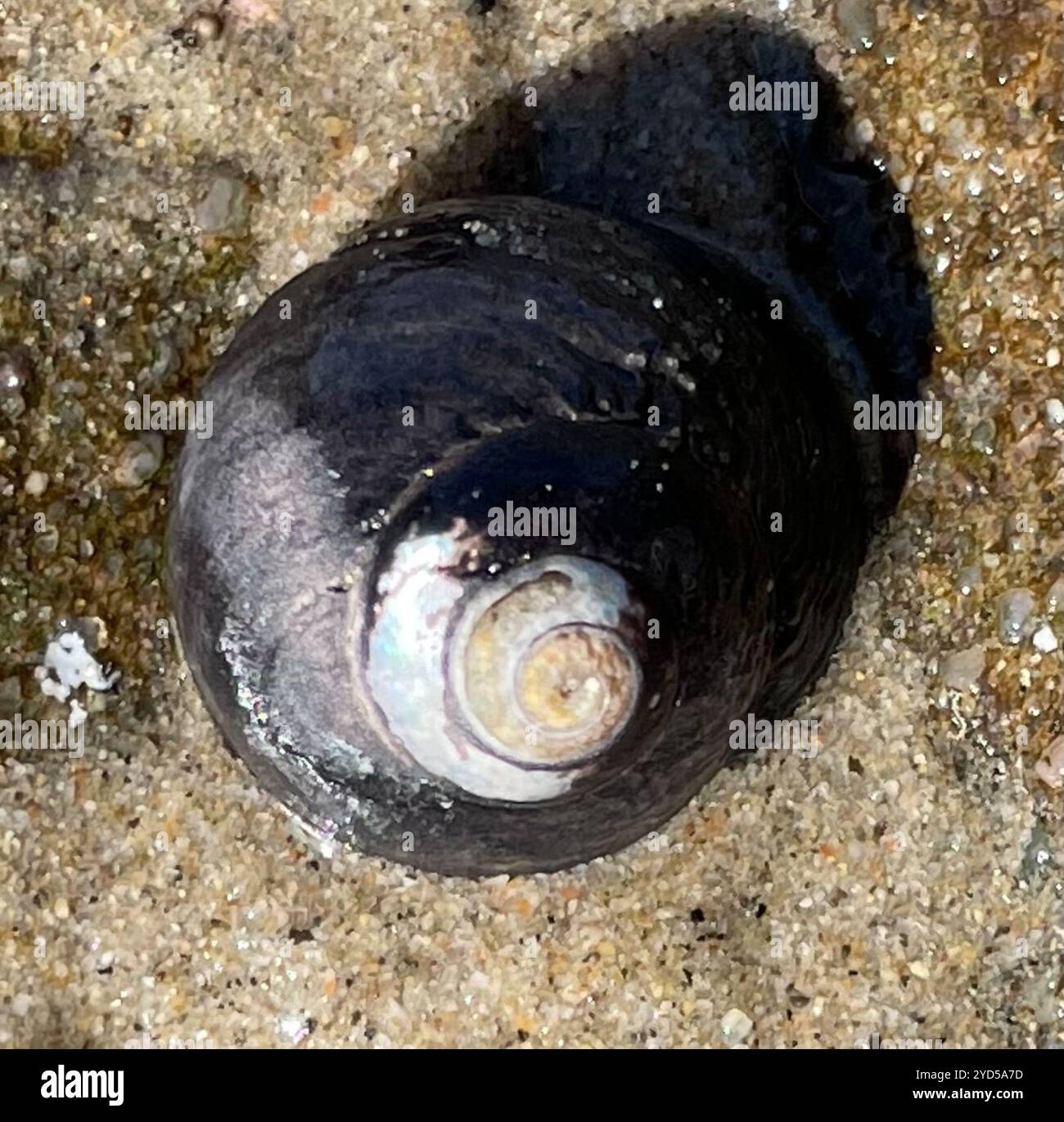 Black Tegula (Tegula funebralis Stock Photo - Alamy